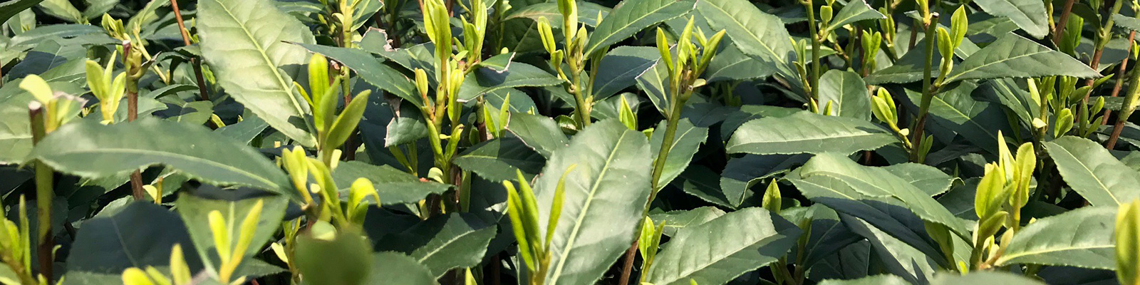 Exploring the Famous Longjing Tea Village - Travels in Asia